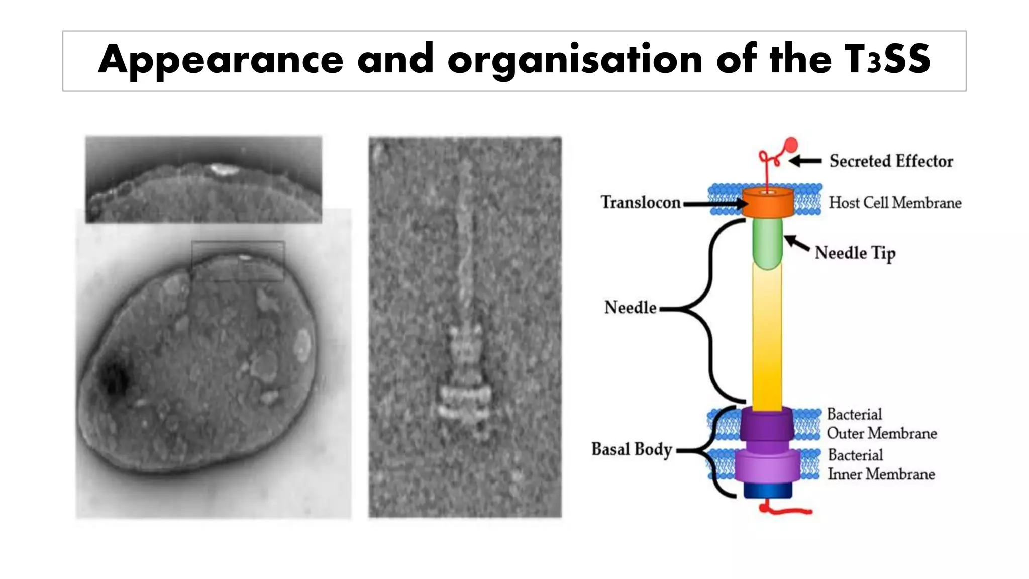 Type iii bacterial secretion system | PPTX
