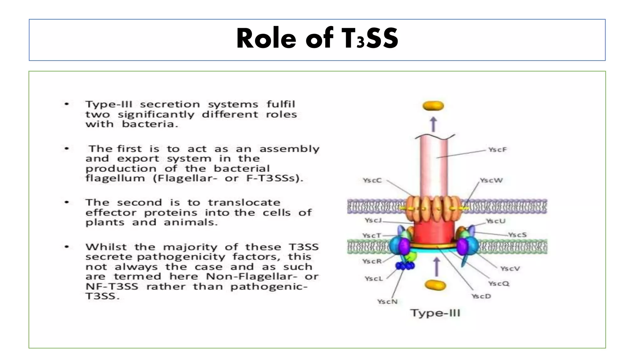 Type iii bacterial secretion system | PPTX