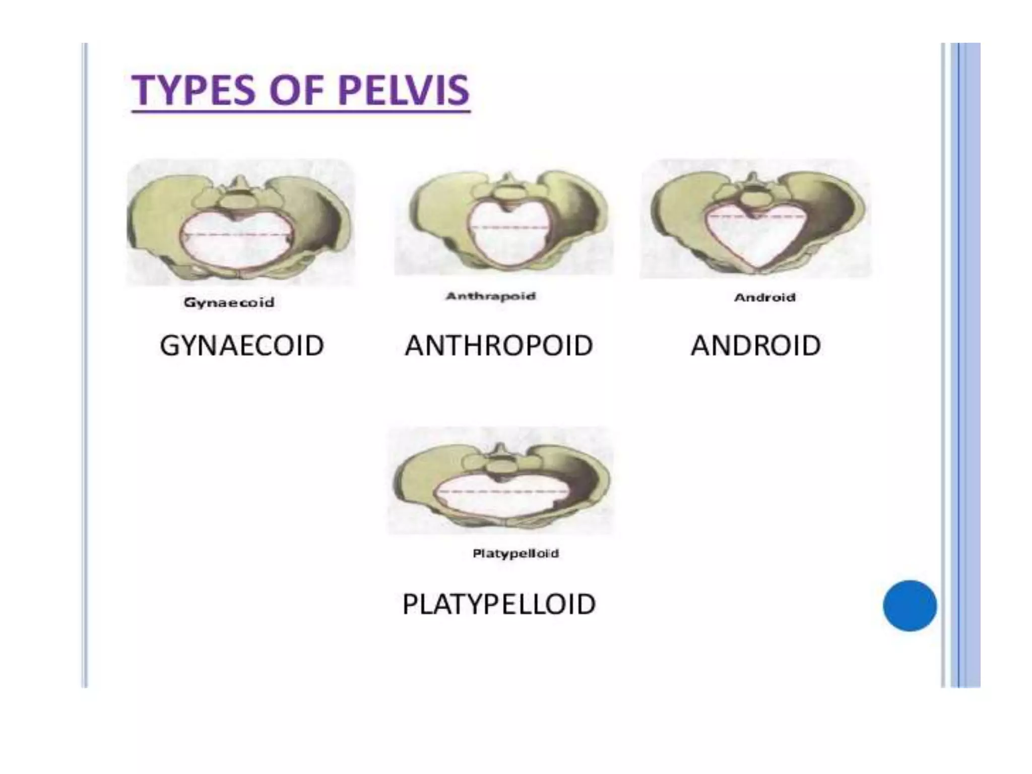 Type of-pelvis | PPT