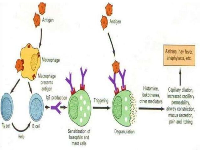 Type 1 hypersensitivity | PPT