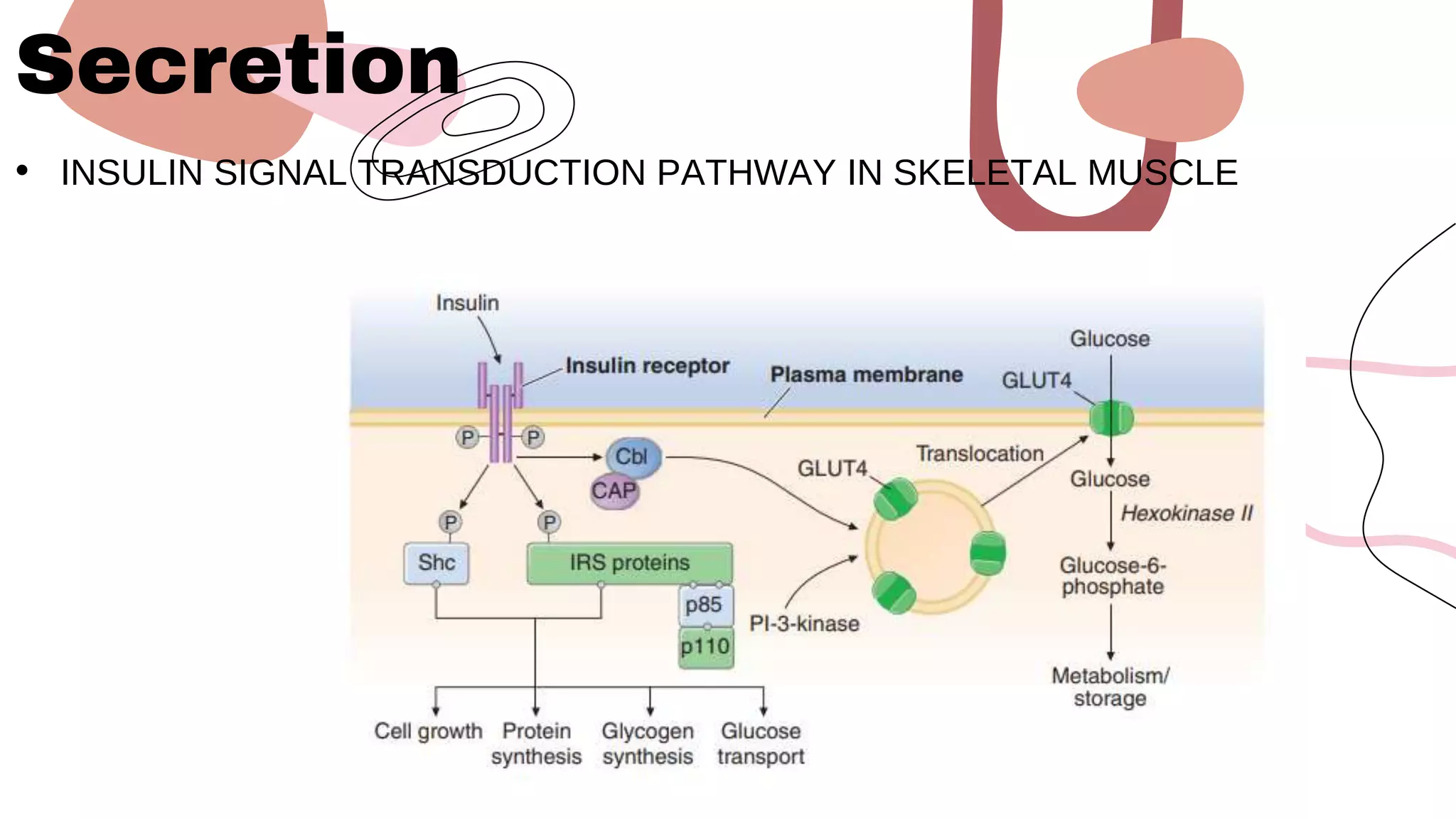 TYPE 2 DIABETES MELLITUS.pptx