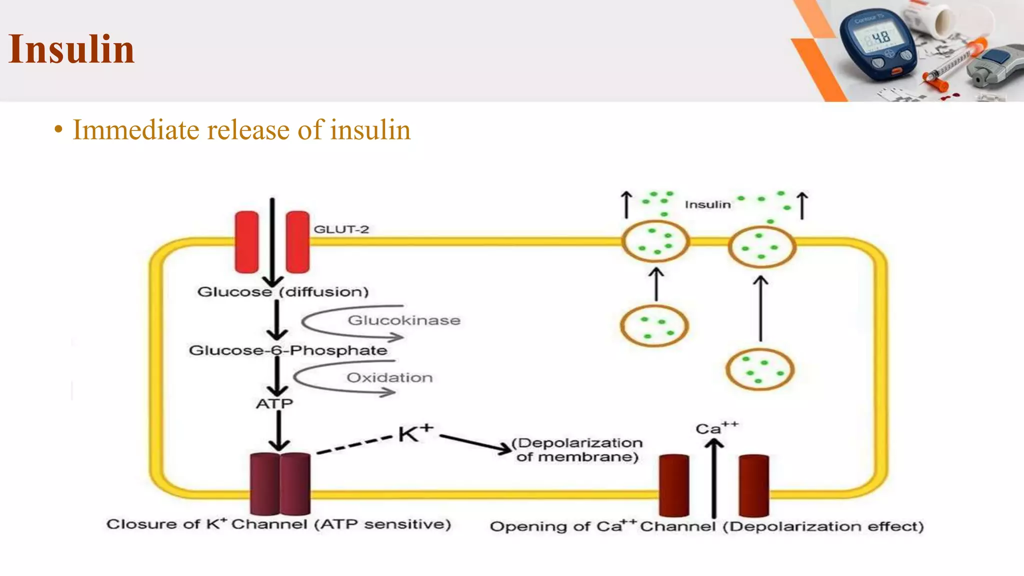 Type 2 diabetes pathogenesis | PPTX
