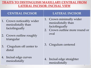 TYPE and Arch TRAITS OF InNCISORS.pptx