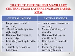 TYPE and Arch TRAITS OF InNCISORS.pptx