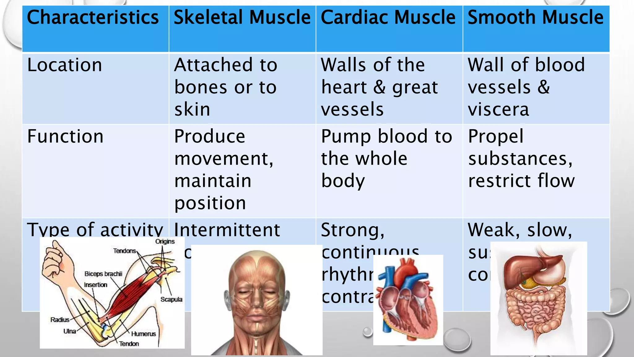 Type and characteristics of muscle | PPT