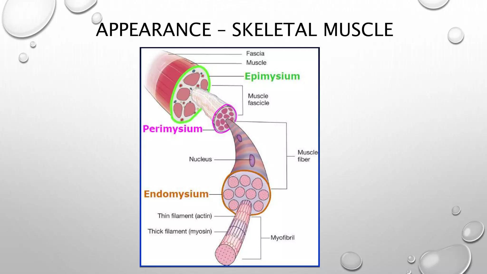 Type and characteristics of muscle | PPT