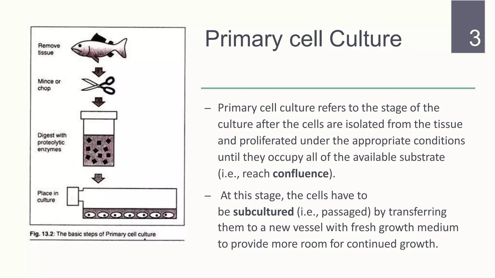 Type cultures and cell lines | PPTX