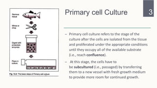 Type cultures and cell lines | PPTX