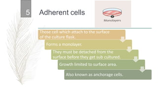 Type cultures and cell lines | PPTX