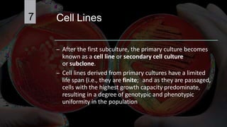Type cultures and cell lines | PPTX