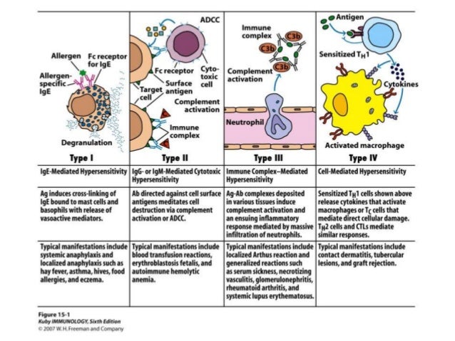Type i hypersensitivity ppt presentation mode