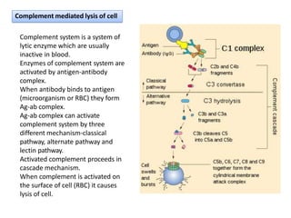 typeiihypersensitivityab-2