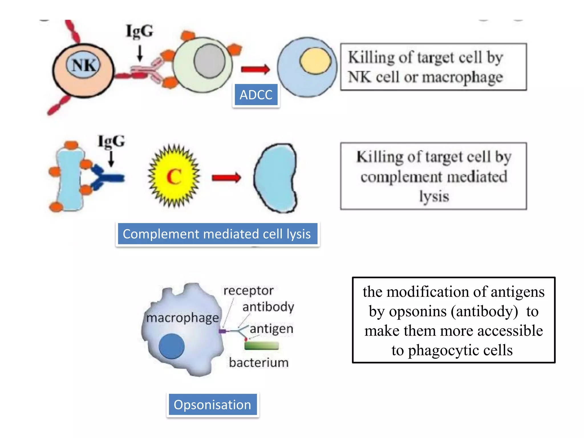 Type II Hypersensitivity-Antibody mediated cytotoxic Hypersensitivity | PDF