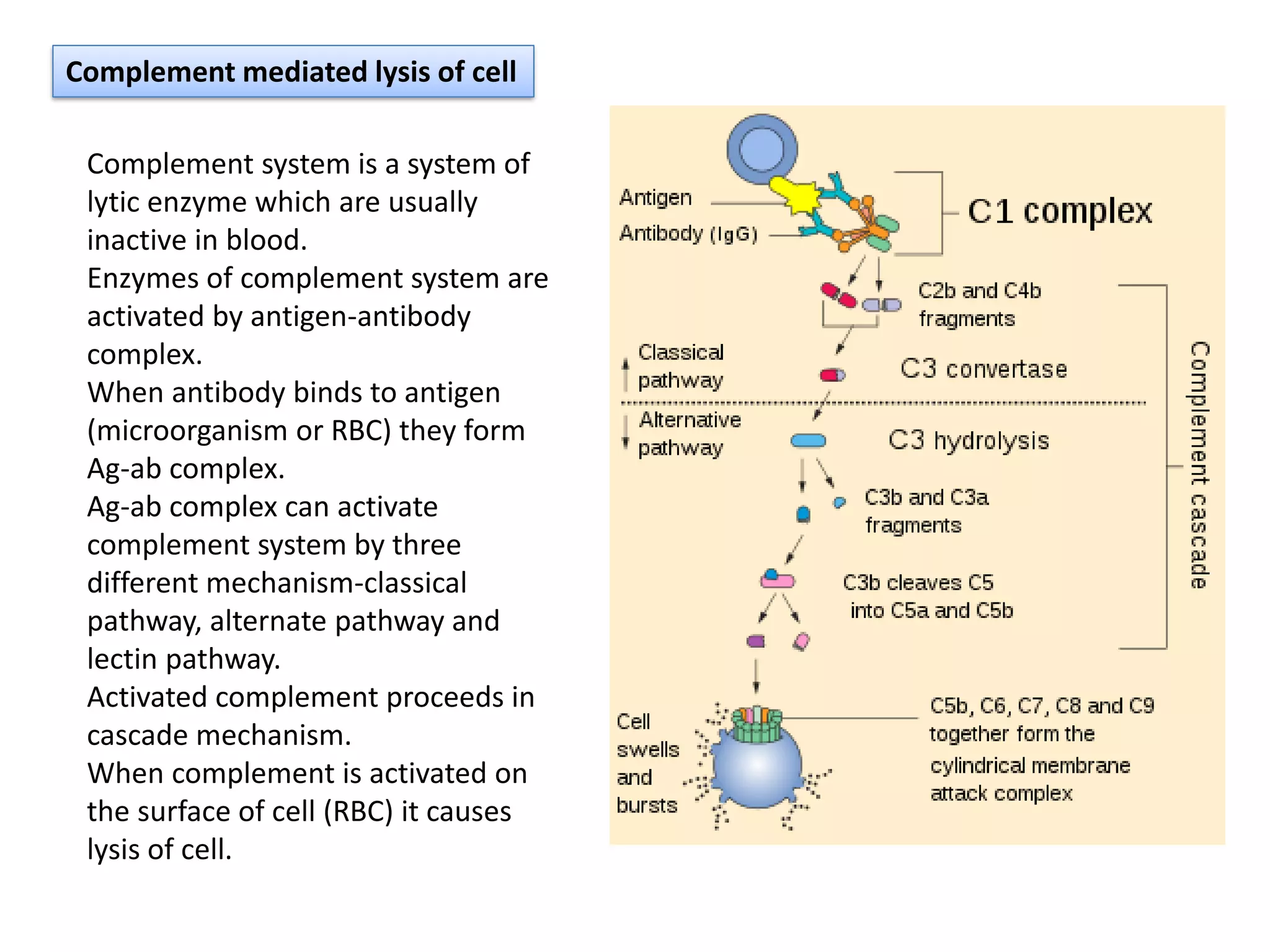 Type II Hypersensitivity-Antibody mediated cytotoxic Hypersensitivity | PDF