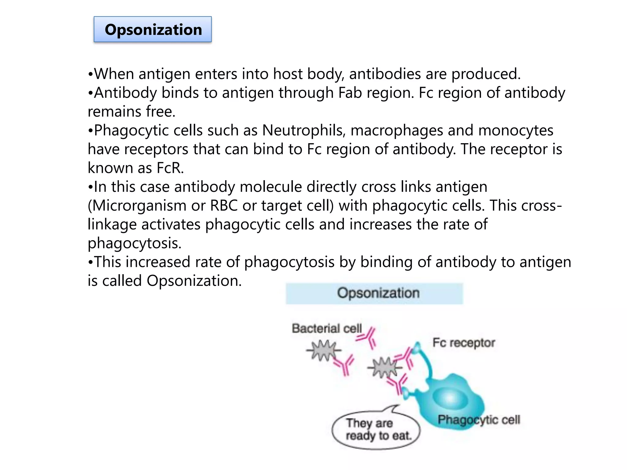 Type II Hypersensitivity-Antibody mediated cytotoxic Hypersensitivity | PDF