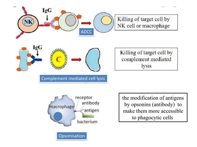 Type II Hypersensitivity-Antibody mediated cytotoxic Hypersensitivity | PDF
