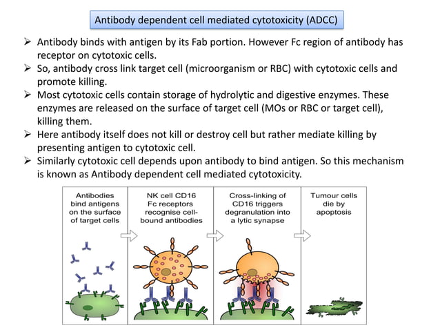 Type II Hypersensitivity-Antibody mediated cytotoxic Hypersensitivity | PDF