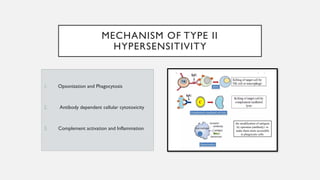 Type II Hypersensitivity Reaction: Mechanism, Examples and Clinical ...