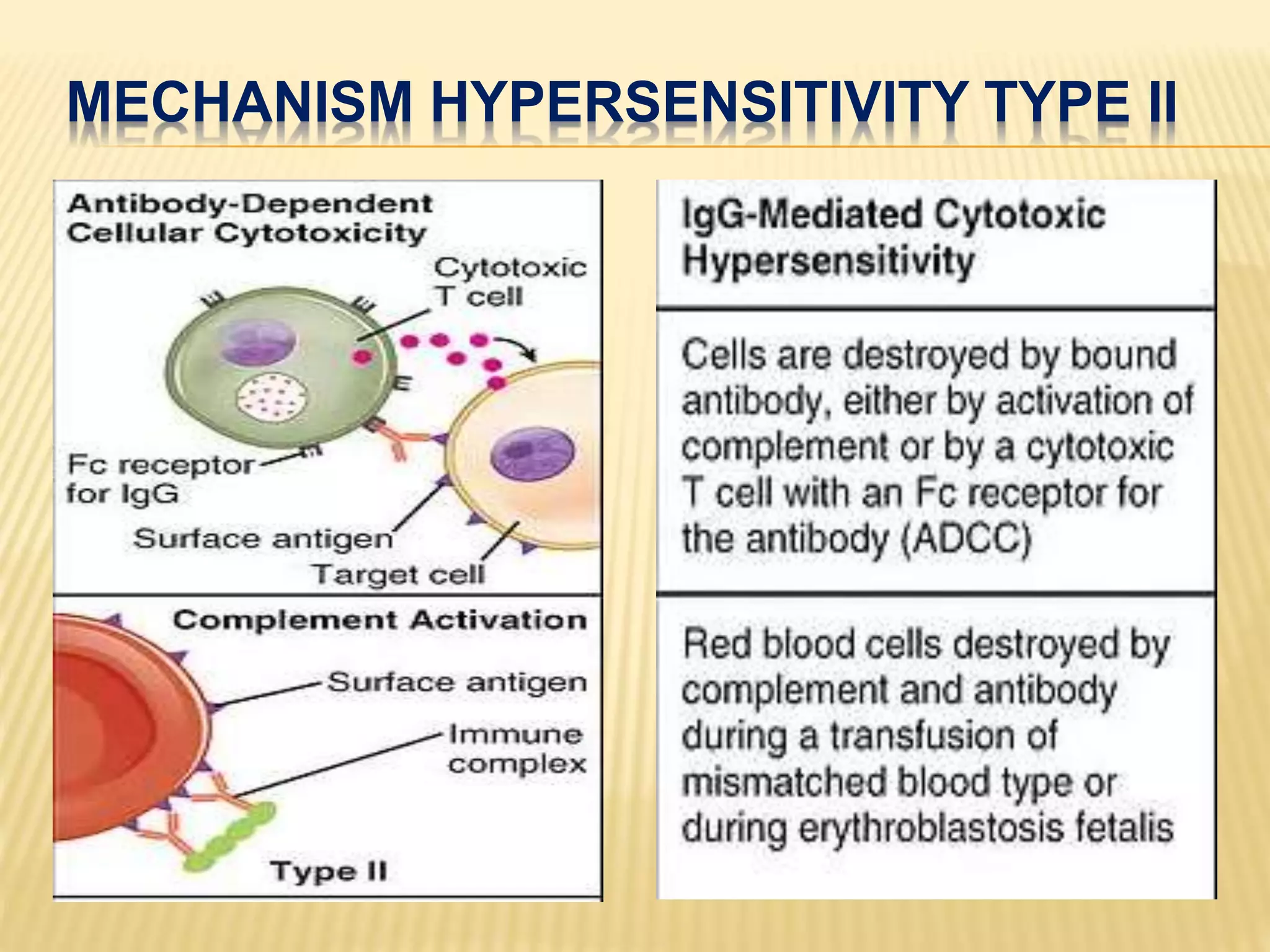 Type II hypersensitivity reaction.pptx | Blood Disorders | Diseases and ...