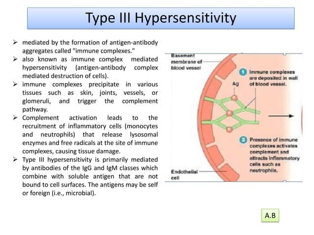 Type III Hypersensitivity | PDF | Blood Disorders | Diseases and Conditions