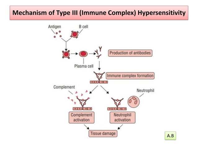 Type III Hypersensitivity | PDF | Blood Disorders | Diseases and Conditions
