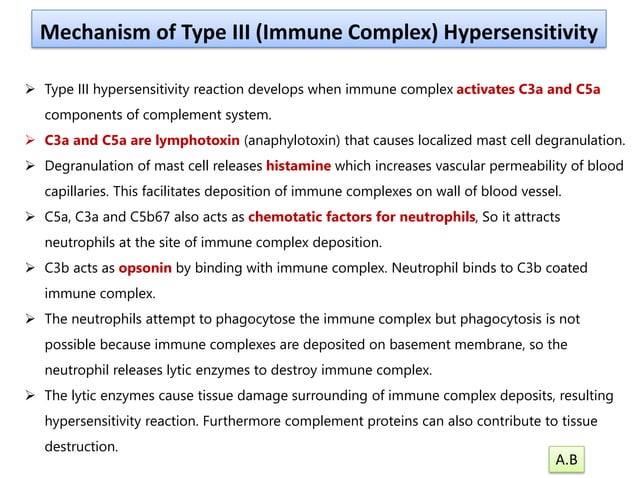 Type III Hypersensitivity | PDF | Blood Disorders | Diseases and Conditions