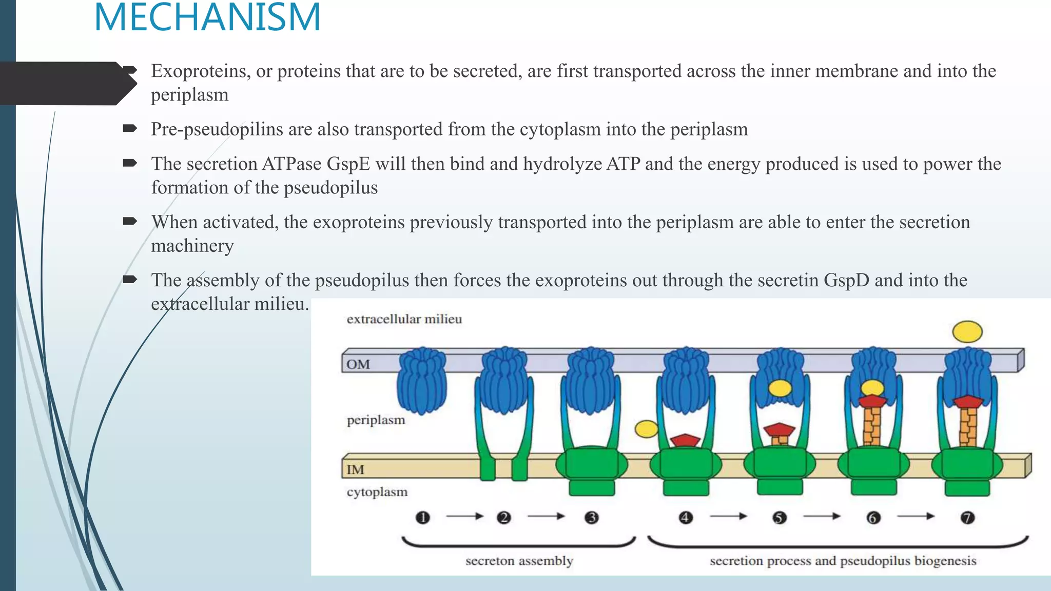 Type ii secretion in aeromonas hydrophila | PPTX