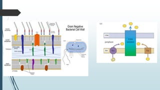 Type ii secretion in aeromonas hydrophila | PPTX