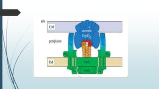 Type ii secretion in aeromonas hydrophila | PPTX