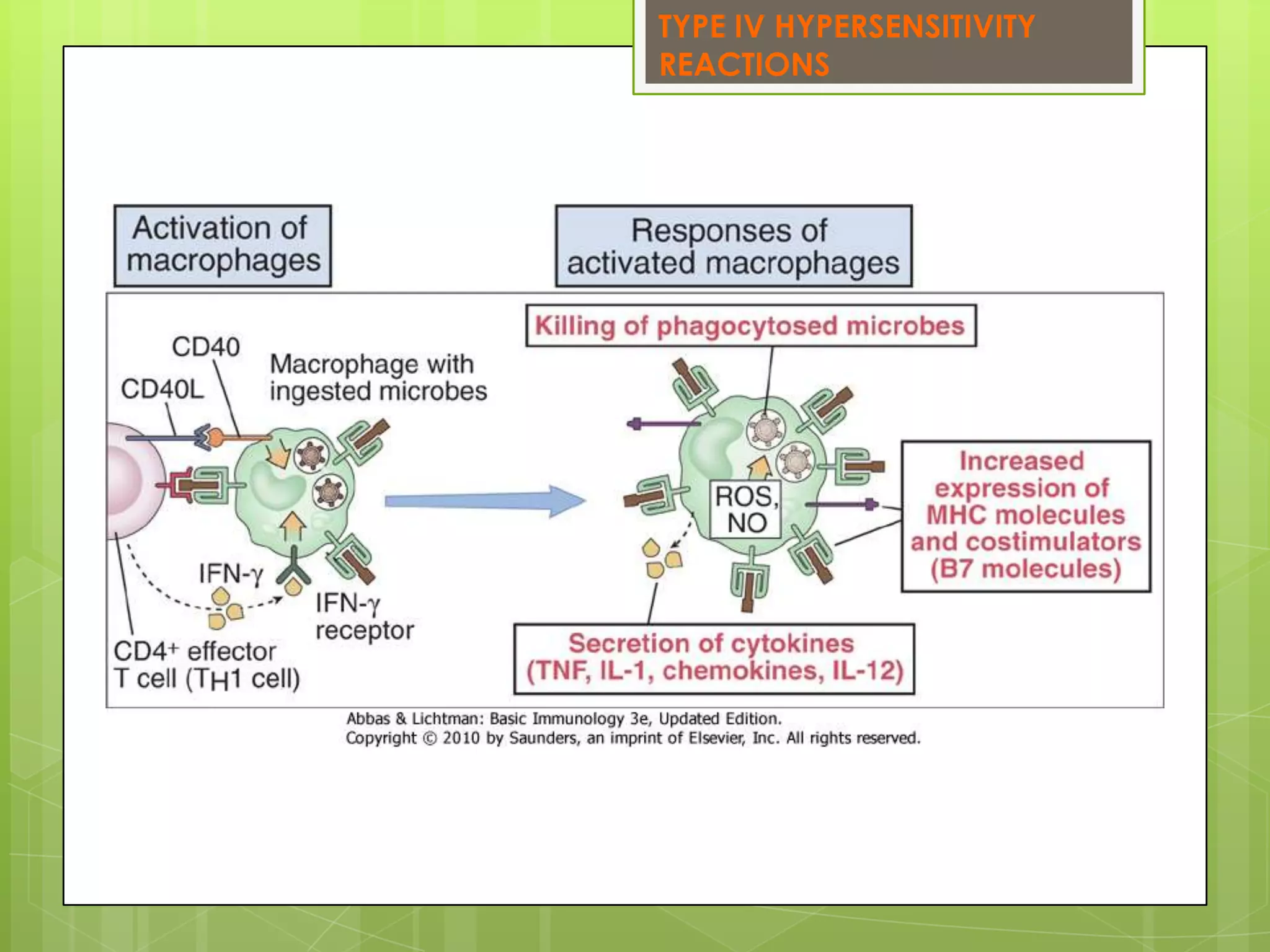 Type iv hypersensitivity reactions | PPTX