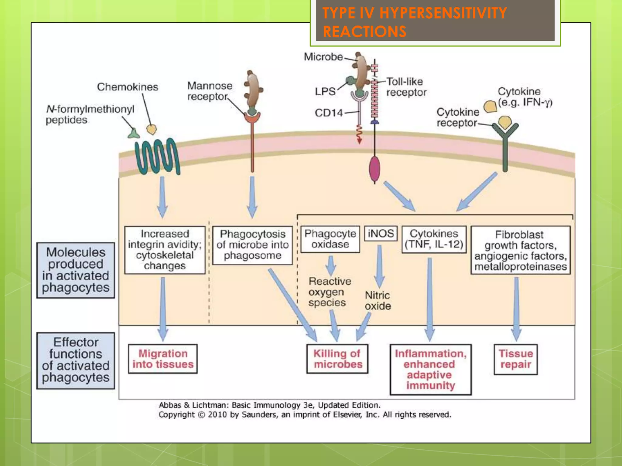 Type iv hypersensitivity reactions | PPTX