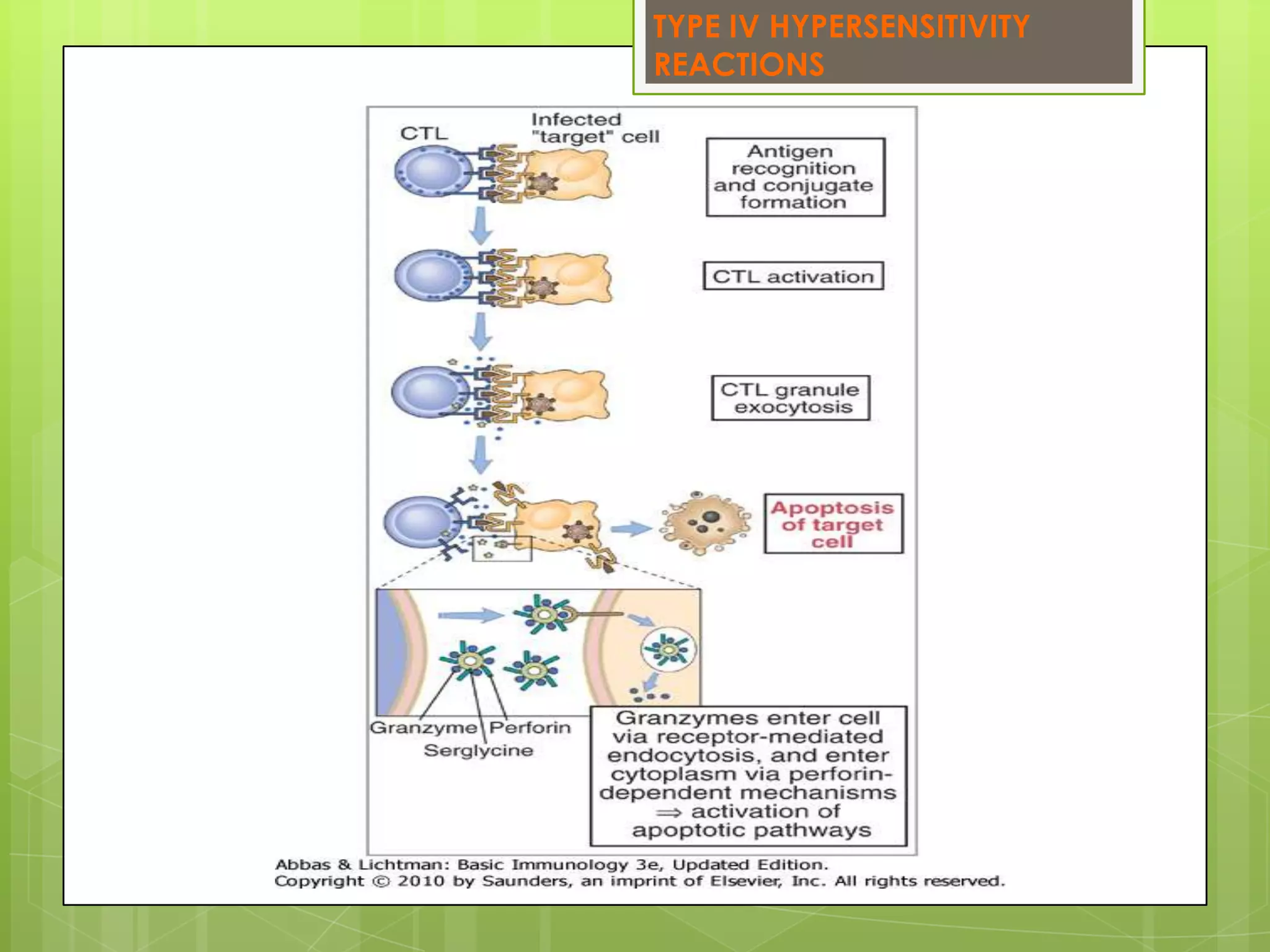 Type iv hypersensitivity reactions | PPTX