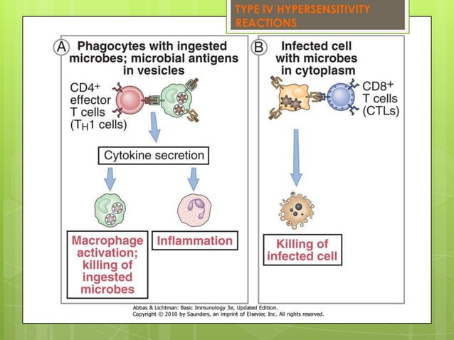 Type iv hypersensitivity reactions | PPTX