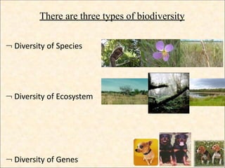 Type of biodiversity | PPTX