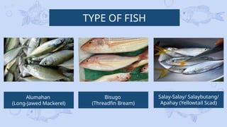 Type of Fish, classification (BIT 1-31 B).pptx