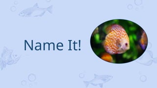 Type of Fish, classification (BIT 1-31 B).pptx