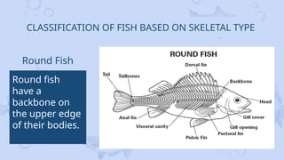 Type of Fish, classification (BIT 1-31 B).pptx