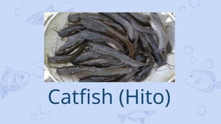 Type of Fish, classification (BIT 1-31 B).pptx