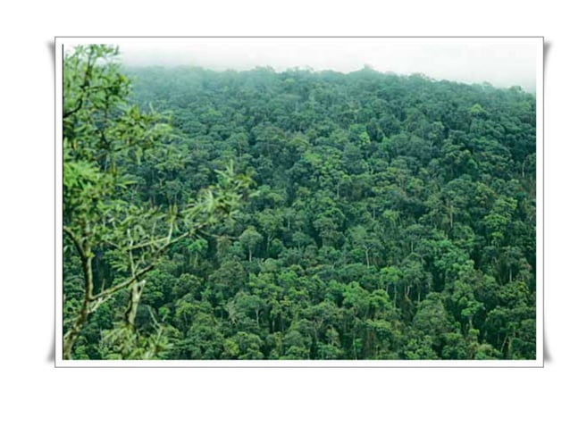 Type of forest | PPT