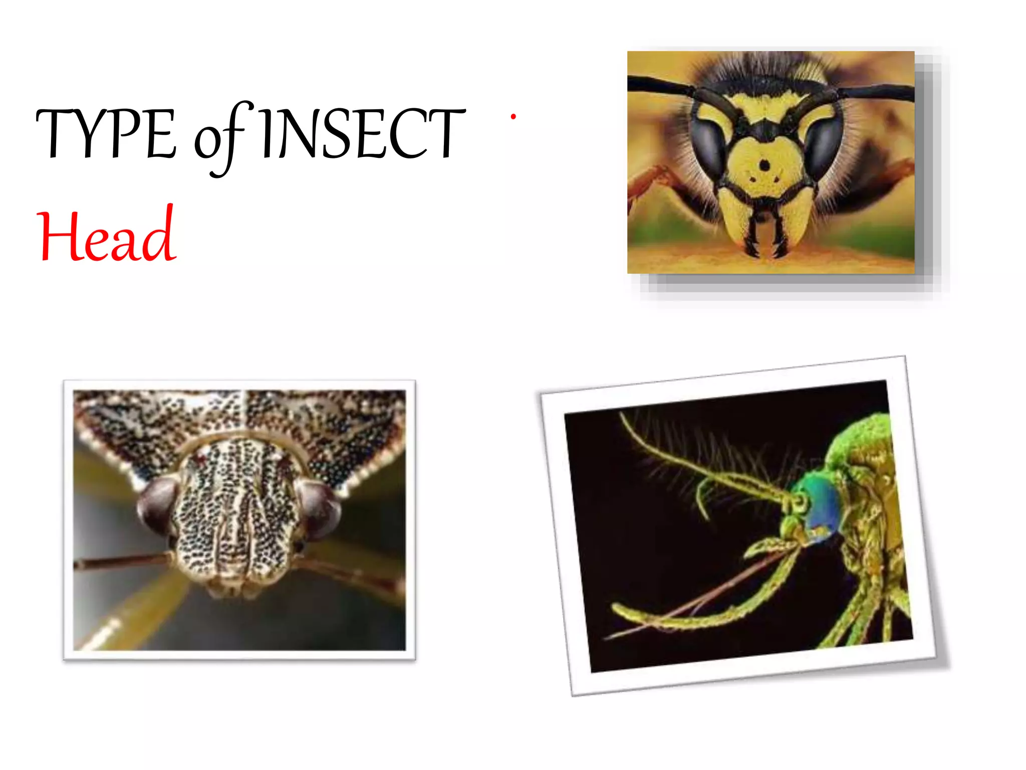 Type of Insect head | PPTX
