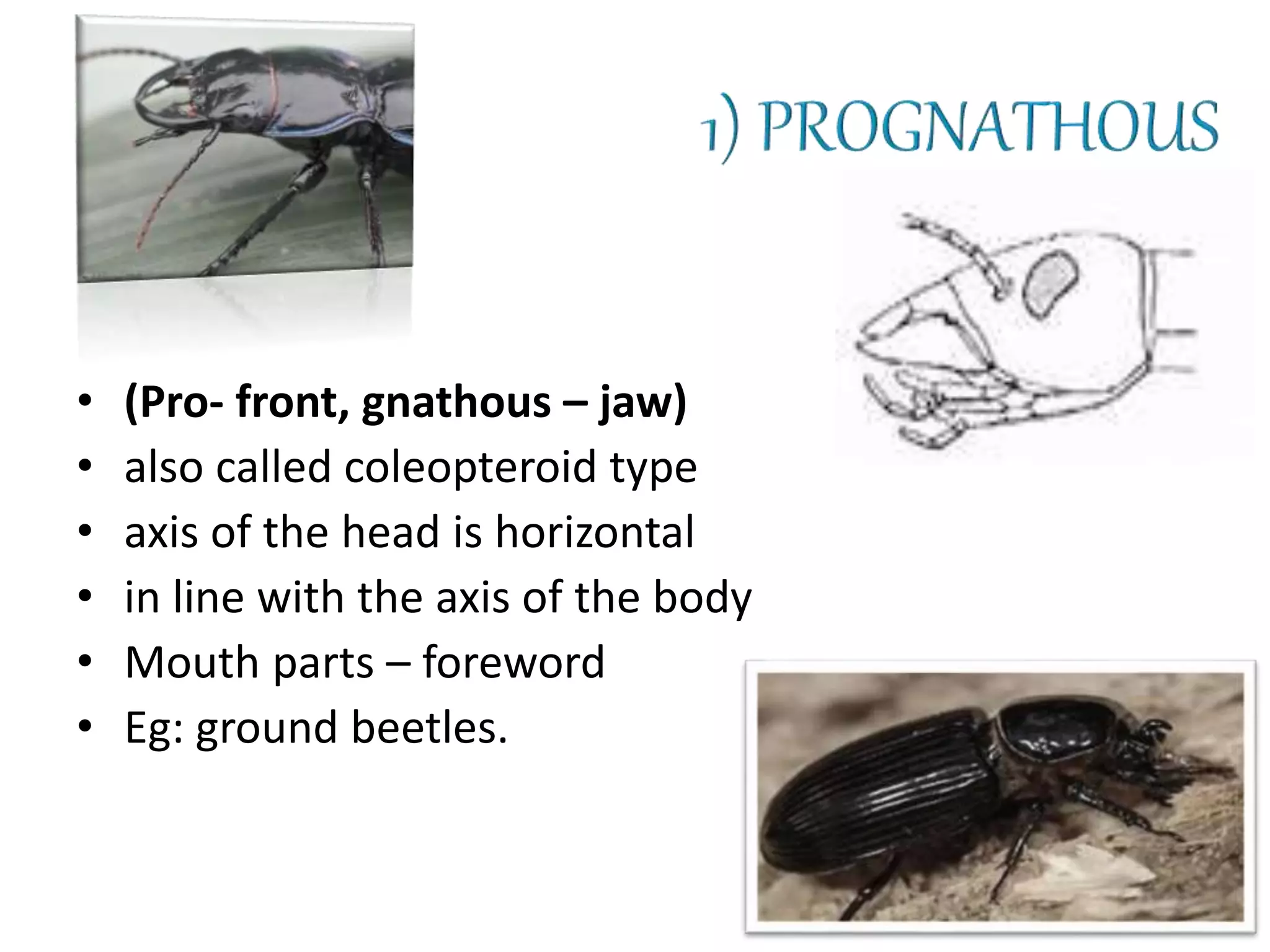 Type of Insect head | PPTX