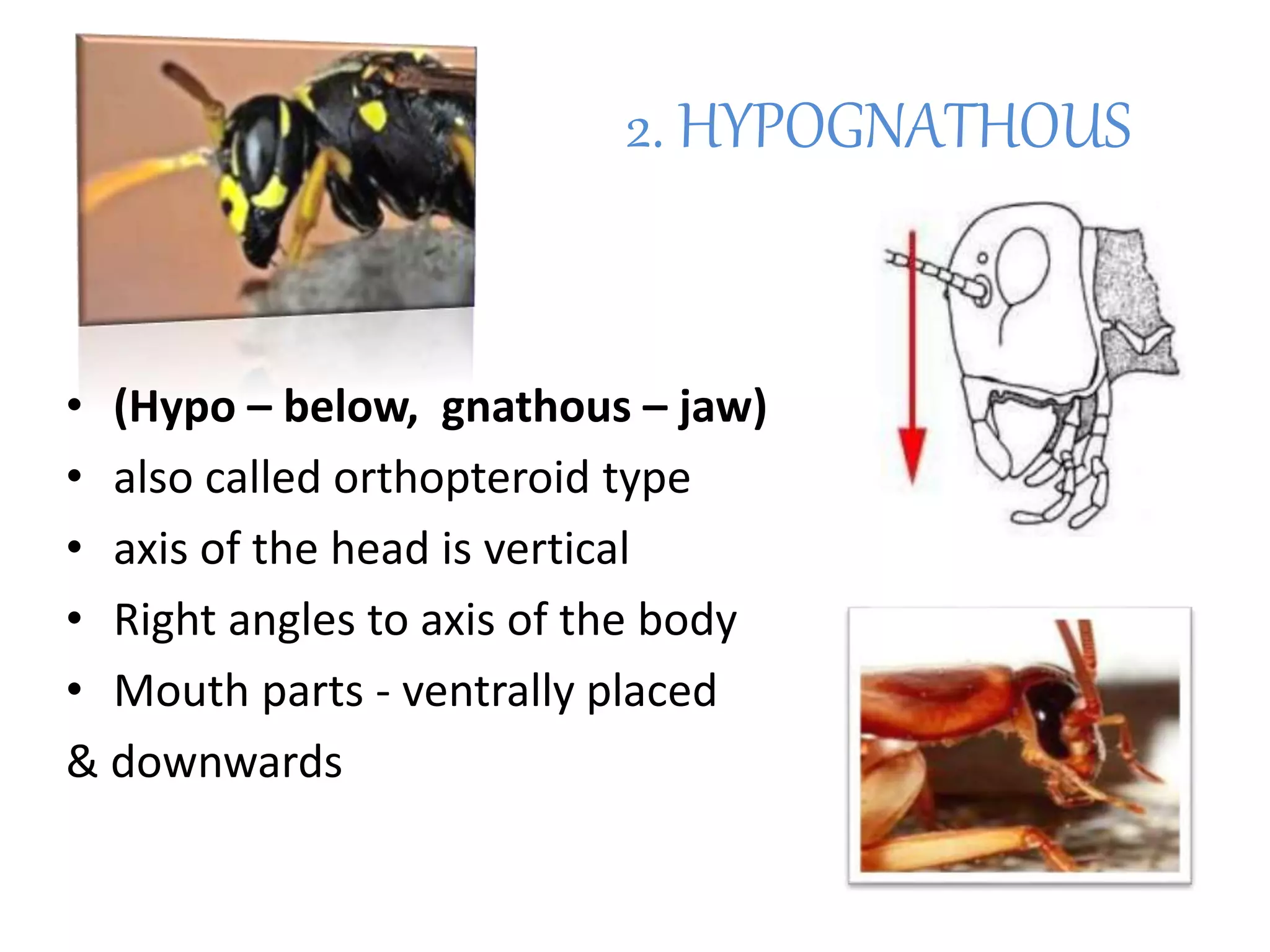 Type of Insect head | PPTX
