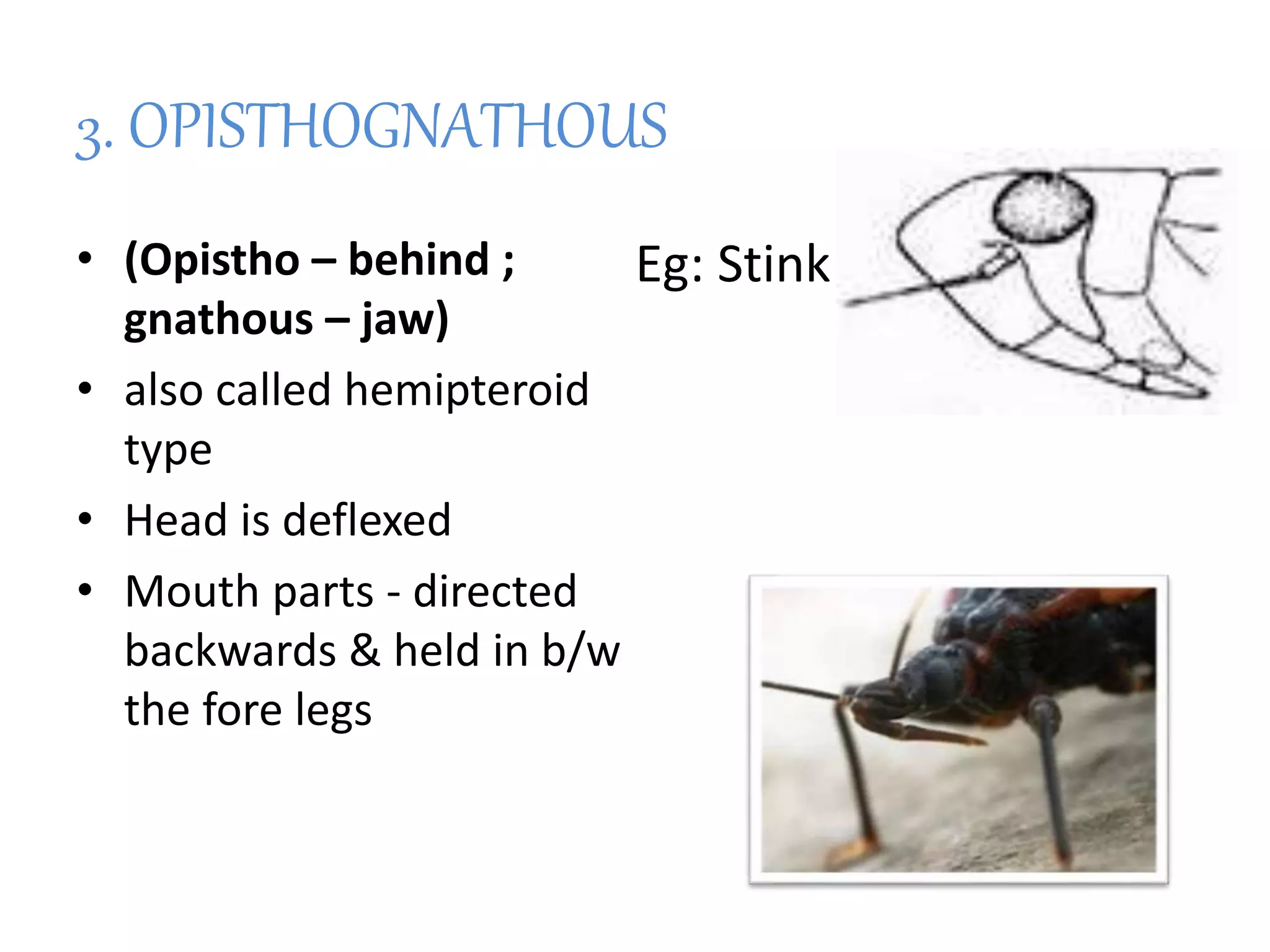 Type of Insect head | PPTX