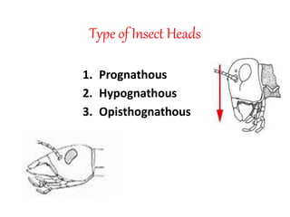 Type of Insect head | PPTX