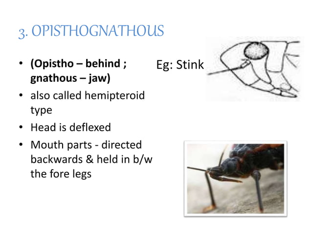 Type of Insect head | PPTX
