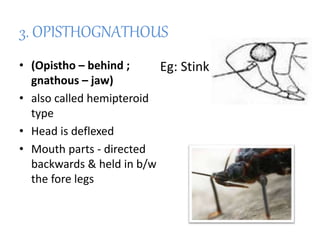 Type of Insect head