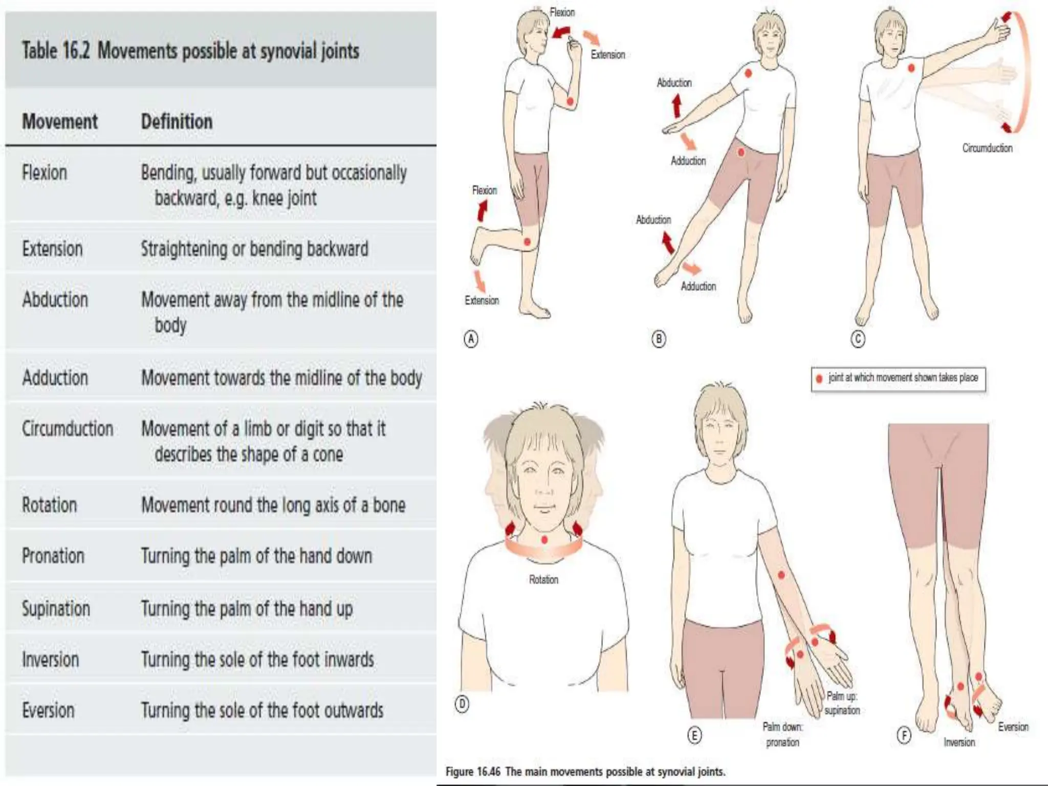 Type of Joints - Structural and functional classification - types of ...