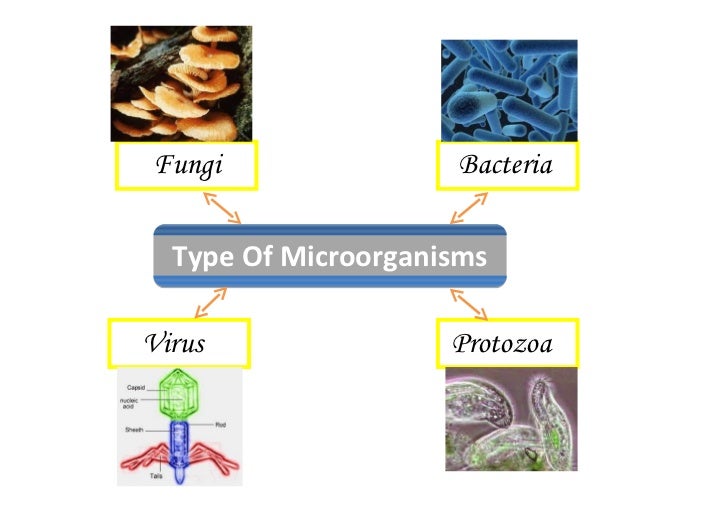 Type of microorganisms