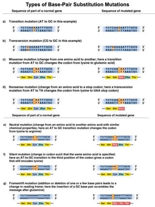 Genetic Mutation Types