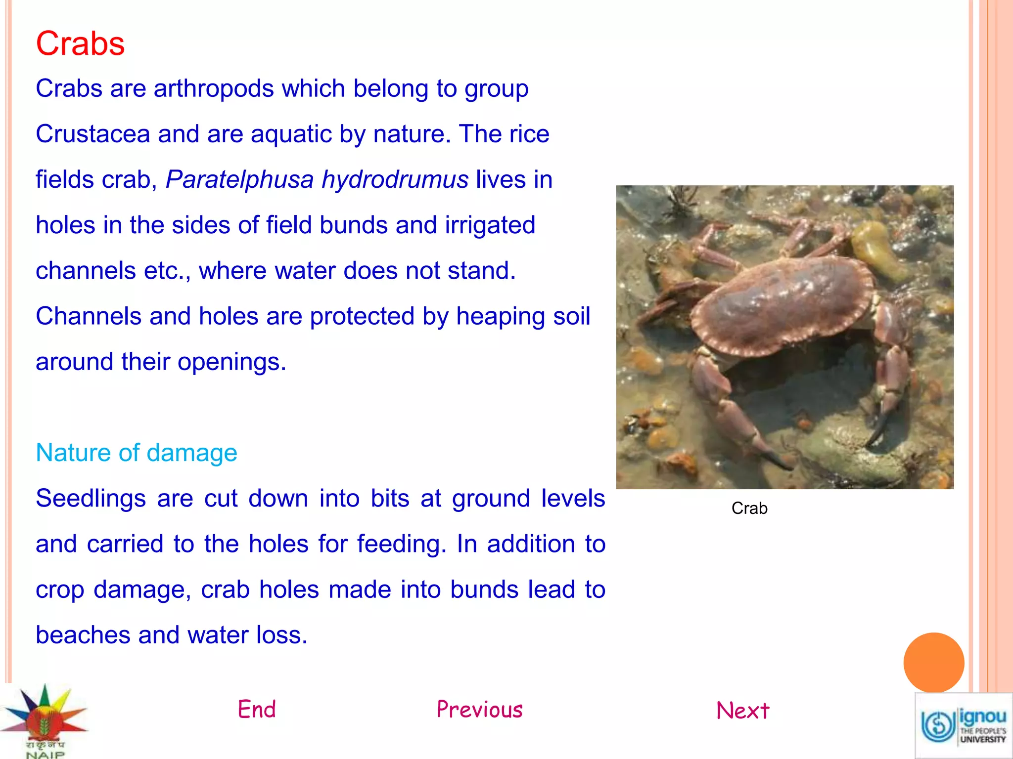 Type of pests | PPSX